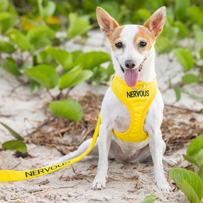 Buy Friendly Dog Collars NERVOUS XS adjustable Vest Harness 1pc Online ...