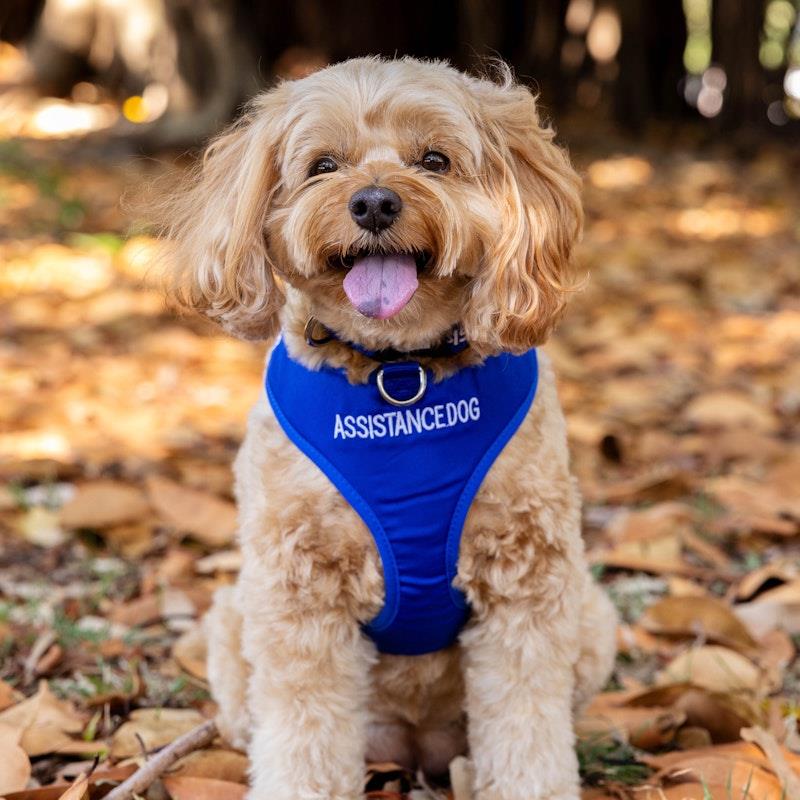 Buy Friendly Dog Collars ASSISTANCE DOG Medium adjustable Vest Harness ...