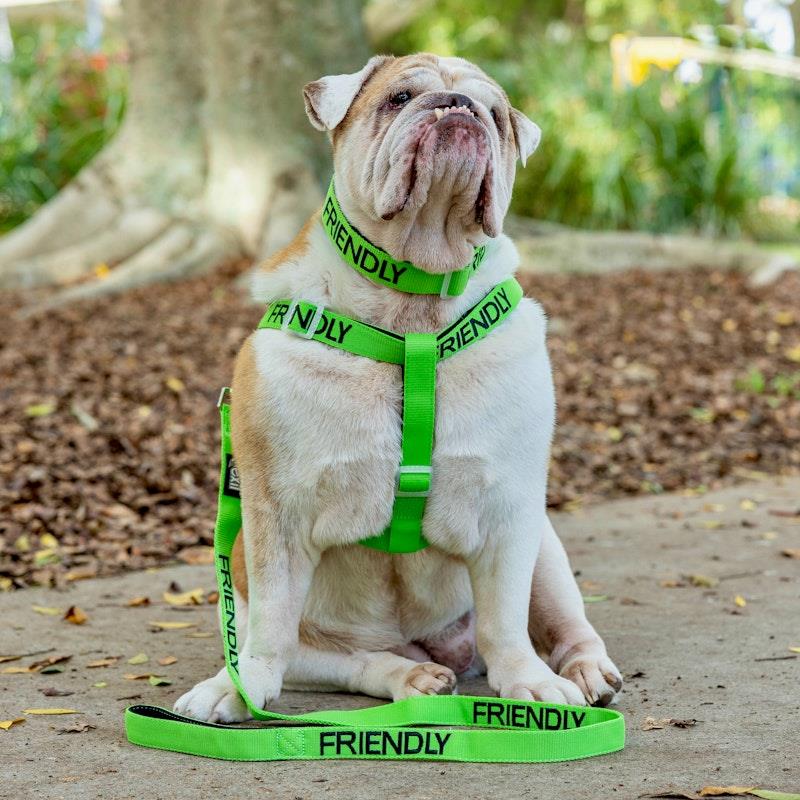 Buy Friendly Dog Collars Friendly Standard Lead 1pc Online at Chemist ...