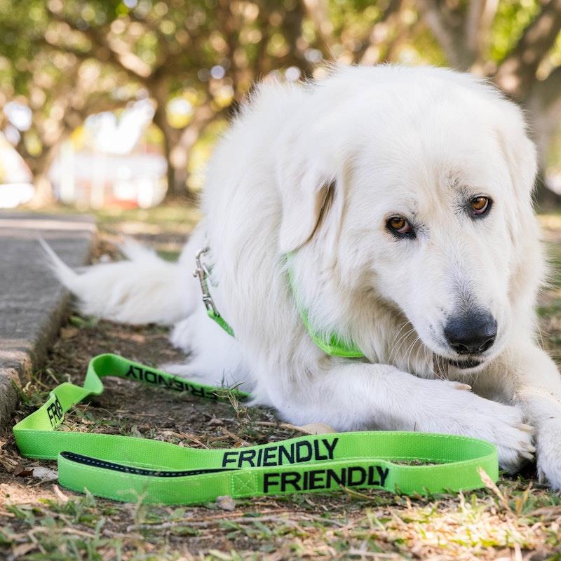Buy Friendly Dog Collars Friendly Long Lead 1pc Online at Chemist ...